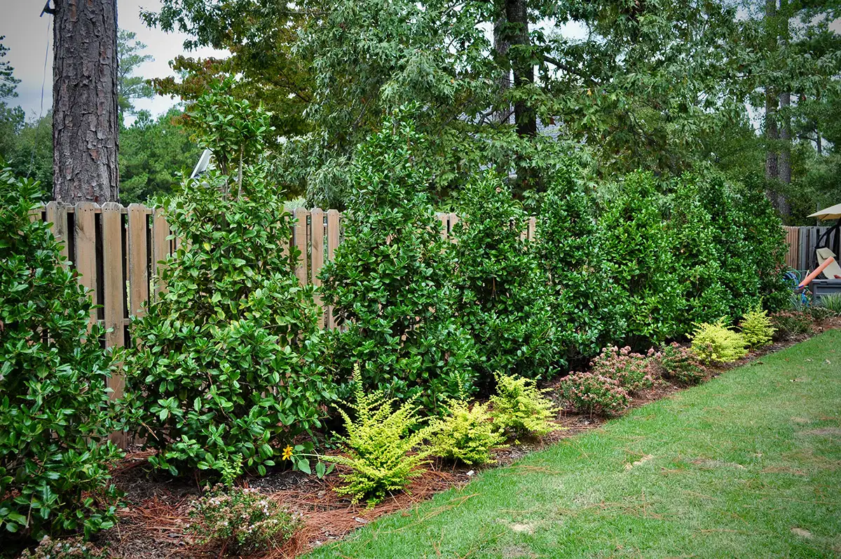 How to Use Plants for Privacy - Green Biz Nursery and Landscaping