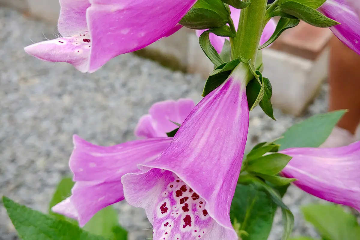 April Gardening Tips - Green Biz Nursery and Landscaping