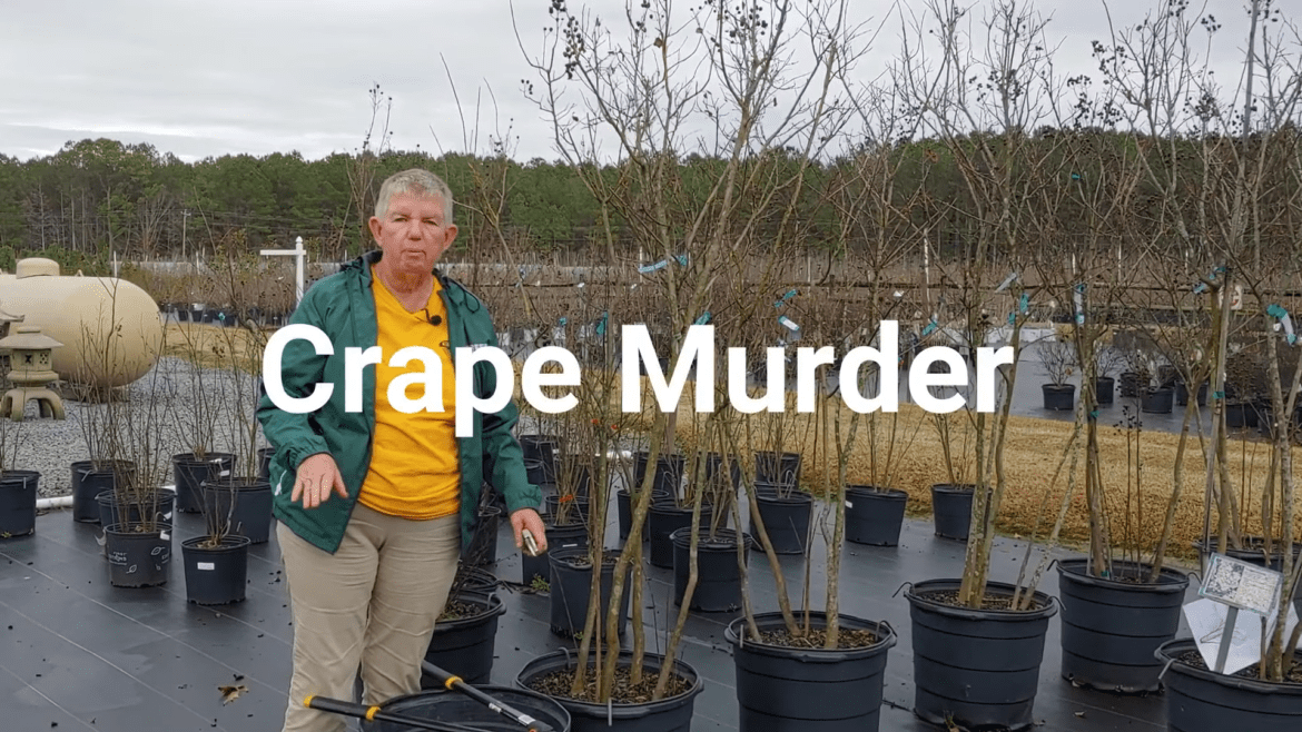Essential Winter Care for Your Crepe Myrtle: Ensuring Vibrant Blooms in ...