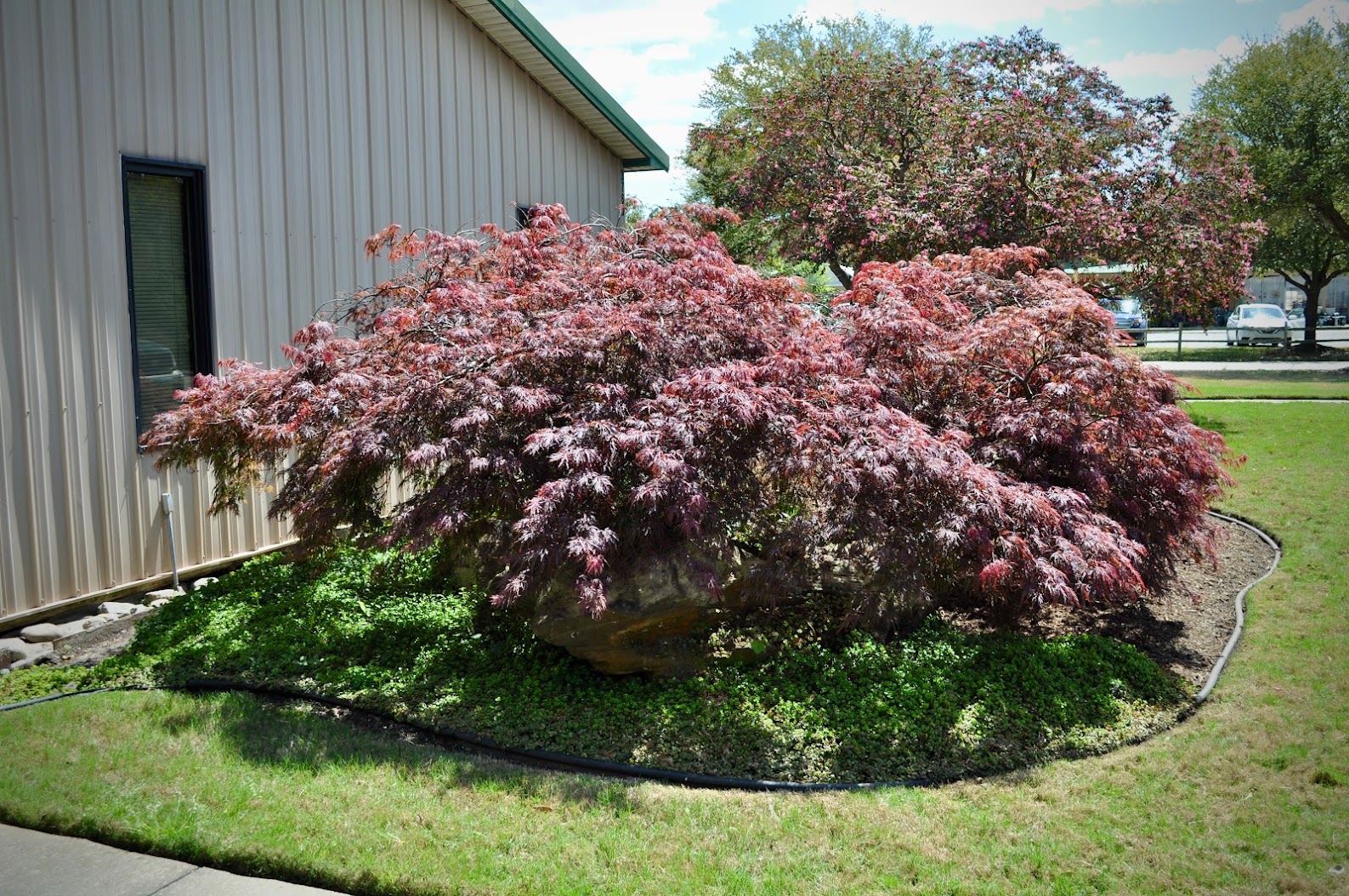 Tree Products Fayettevile - Green Biz Nursery and Landscaping