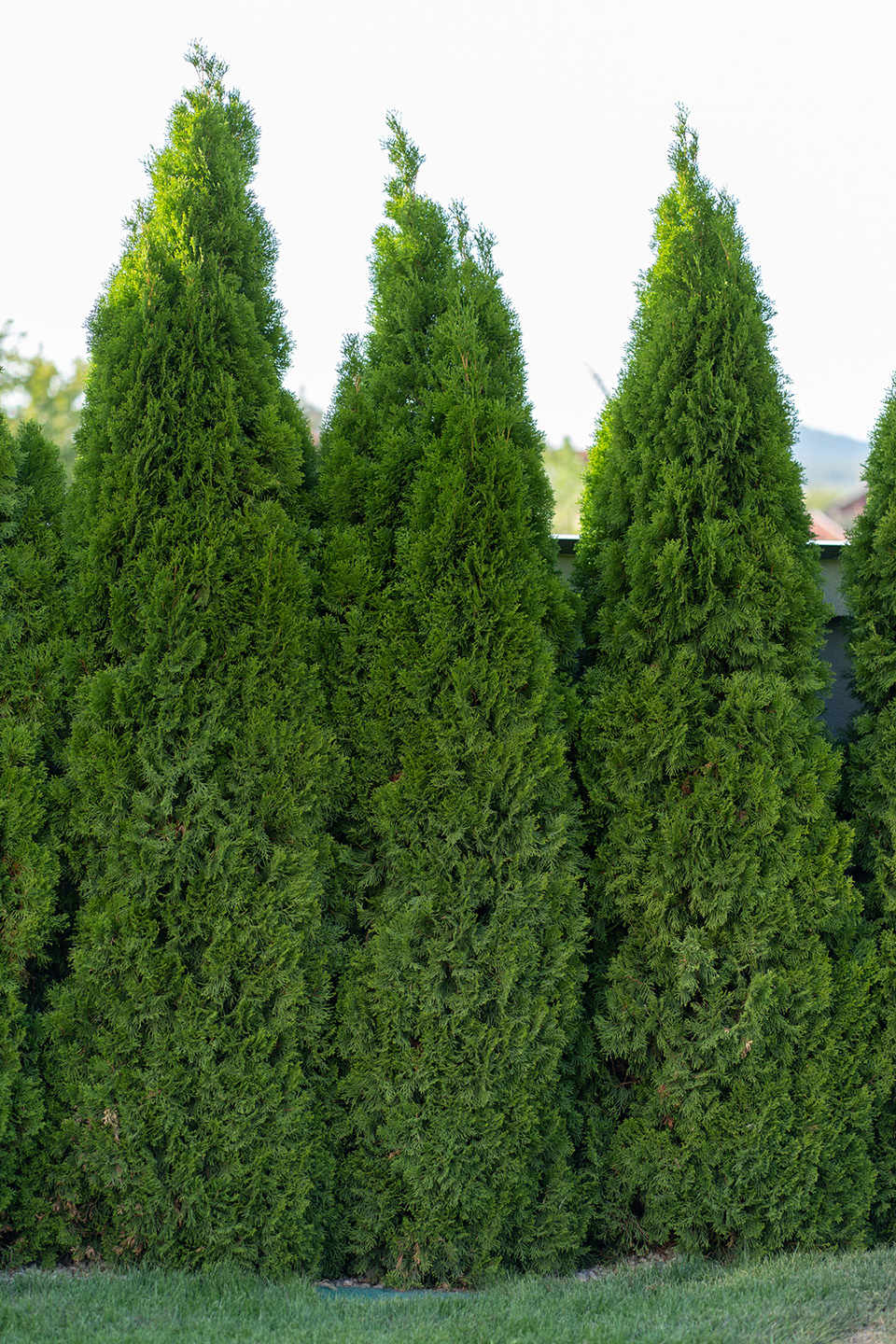 Screening Tree Materials Fayetteville - Green Biz Nursery and Landscaping