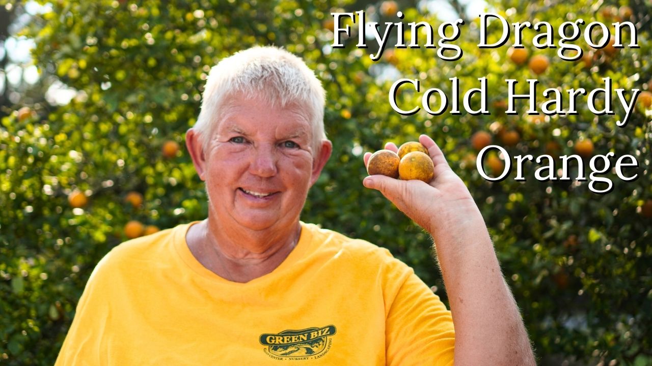 Growing the Flying Dragon Cold-Hardy Orange in Fayetteville, NC - Green ...
